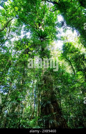 Gondwana rainforest in Dorrigo national park, with ancient tall trees ...