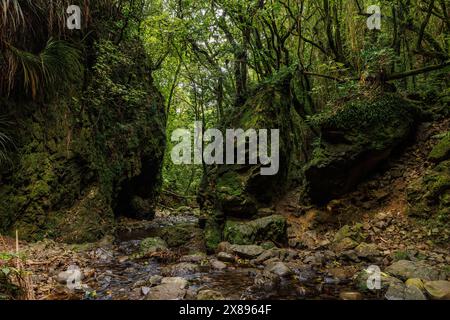A rock split in half that is in the middle of a trail in a forest Stock ...