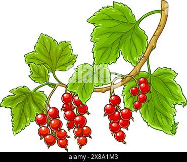 Red currant berries isolated on white background. Hand drawn vector ...