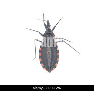 Eastern Bloodsucking Conenose Kissing bed Bug - Triatoma sanguisuga ...