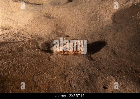 Conus Textile On the seabed in the Red Sea, Eilat Israel Stock Photo ...
