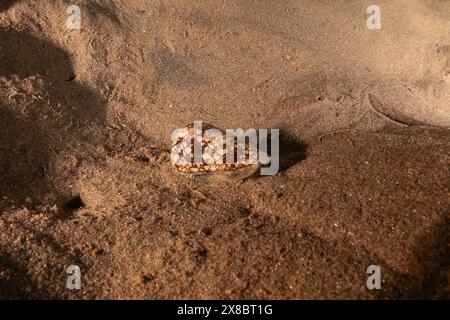 Conus Textile On the seabed in the Red Sea, Eilat Israel Stock Photo ...