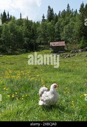 A free range chicken in a Norwegian farm Stock Photo - Alamy