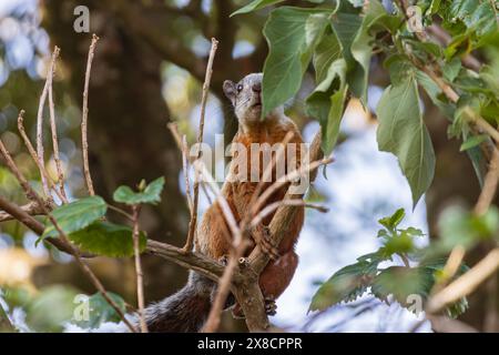 Variegated squirrel walking along a branch in the rainforest of Costa ...