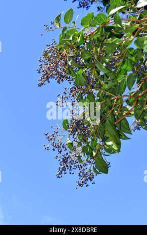 Fruits of the broad-leaf privet (Ligustrum lucidum) on a branch Stock ...