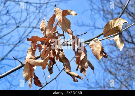 Marcescent leaves of the shingle oak (Quercus imbricaria), a tree ...