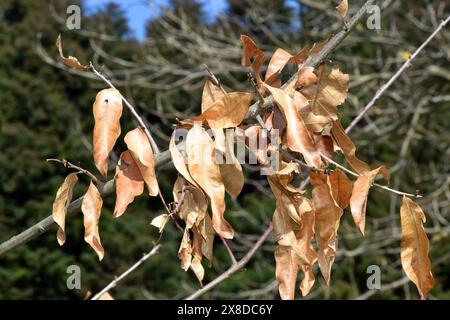 Marcescent leaves of the shingle oak (Quercus imbricaria), a tree ...