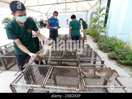 Health officials seen checking macaque monkeys at the monkey field ...