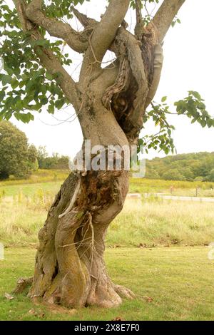 gnarled tree trunk; contorted; bare limbs; dead, nature sculpture ...
