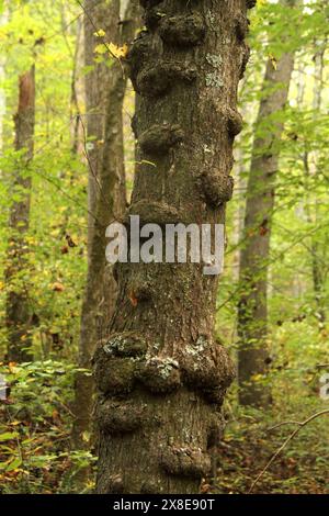 Tree trunk in the woods with numerous burls on its trunk Stock Photo ...