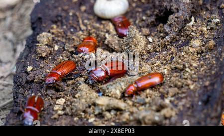Darkling beetle is the common name for members of the beetle family ...