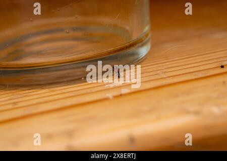Eurasian Red-and-black Melyrid (Anthocomus equestris) Insecta Stock ...