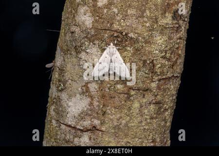 Acronicta leporina Family Noctuidae Genus Acronicta Miller moth wild ...