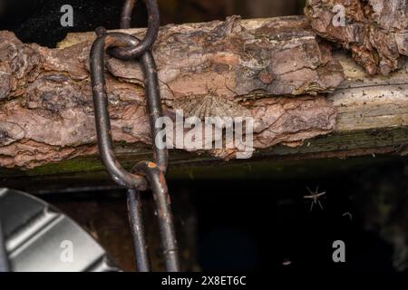 Eupithecia intricata Family Geometridae Genus Eupithecia Freyer's pug ...