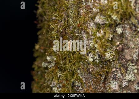 Cochylimorpha straminea Family Tortricidae Genus Cochylimorpha Straw ...