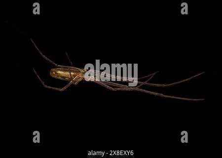Tetragnatha Family Tetragnathidae Blunt stretch spider nature insect ...