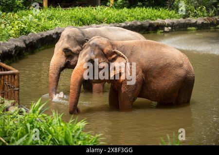 Two elephants at the zoo Stock Photo - Alamy