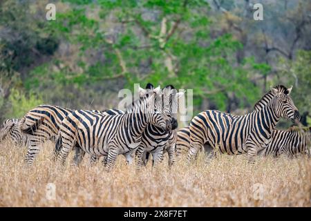 Plains zebras (Equus quagga), cuddling, heads together, in high grass ...