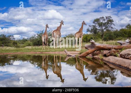 Three Giraffes rear view along waterhole with reflection in Kruger ...