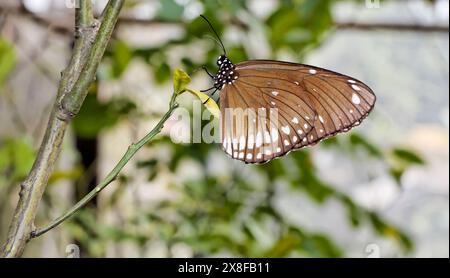 Thailand, Chang Mai, tropical butterfly on a tree Stock Photo - Alamy