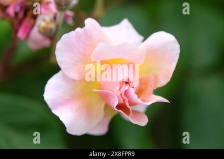 Pale pink and peach shrub rose, rosa ‘Cornelia’ in flower Stock Photo ...