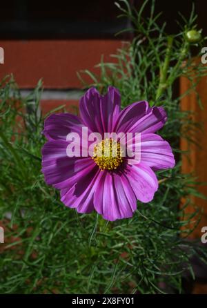 A vertical closeup of a purple cosmos flower Stock Photo - Alamy