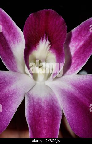 Thailand, Koh Samui, orchid flowers (Orchis sp Stock Photo - Alamy