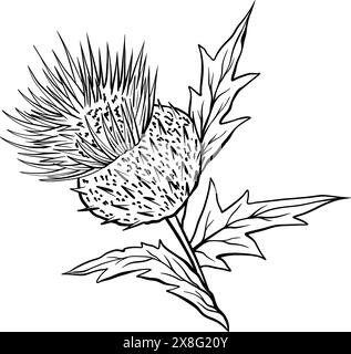Black and White Sketch of Thistle Flowers, Line Art Vector Herbal Plant ...