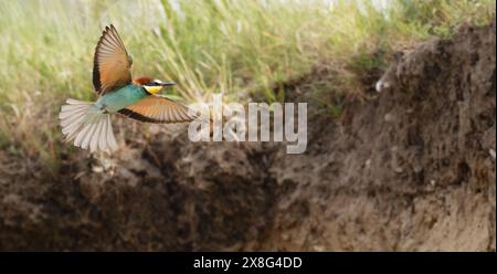European Bee Eater In Flight (Merops Apiaster Stock Photo - Alamy
