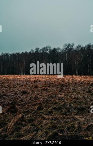 moor, swamp, lake, lakeside, mystic, landscape, nature, wallpaper Stock ...