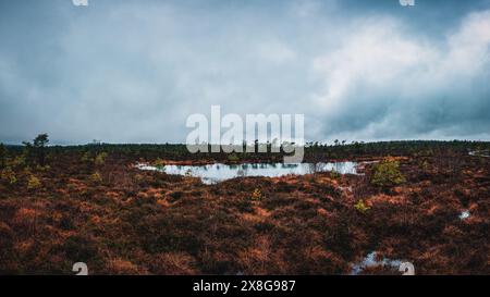 moor, swamp, lake, lakeside, mystic, landscape, nature, wallpaper Stock ...