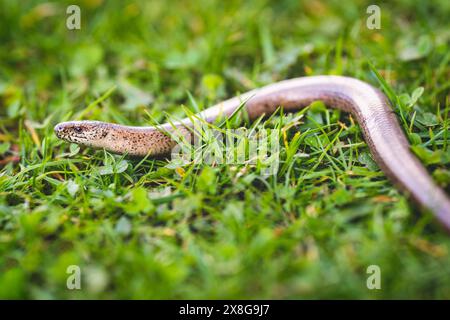 slowworm, lizard, snake, creep, garden, snakes, lizards, reptile ...
