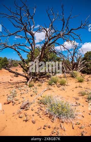 Utah's Canyonlands National Park is home to astonishing views and ...