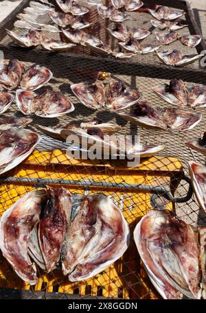 Thailand, Koh Samui, fish drying with the sun Stock Photo - Alamy