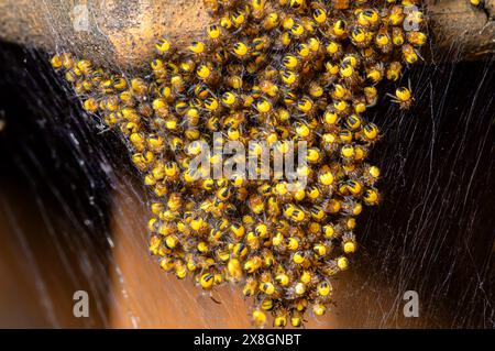 Cluster of hundreds of Araneus diadematus spiderlings also known as ...