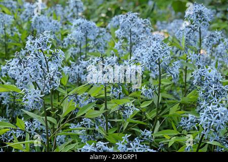 Amsonia tabernaemontana variety salicifolia, also known as Willow Leaf ...