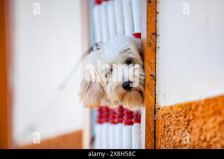 Sweet fury white dog leaning out of a window with balusters at the ...