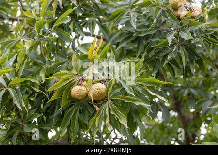 Vibrant green leaves - spiky seed pods - horse chestnut tree. Taken in ...