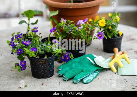 Potted plants of various shapes and sizes line the walkway. Central ...