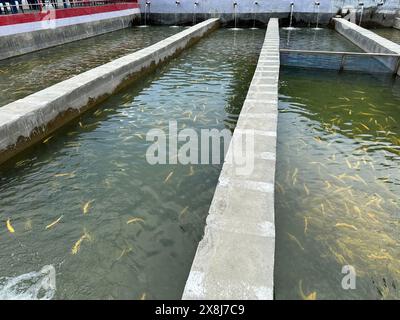 Fish farm pool. Trout breeding, sea food Stock Photo - Alamy