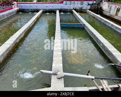 Trout farming in Madyan chail swat valley, Pakistan. Pond with yellow ...