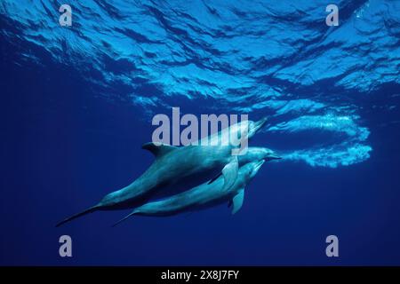 dolphins tursiop in the blue of Mayotte lagoon Indian Ocean Stock Photo ...