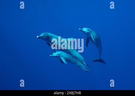 dolphins tursiop in the blue of Mayotte lagoon Indian Ocean Stock Photo ...