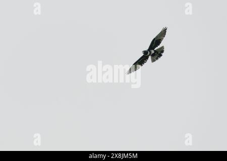 Black baza (Aviceda leuphotes), a small bird of prey, observed in ...