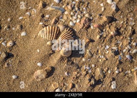 Details of clams in the sand of La Marquesa beach, in the Ebro Delta ...