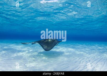 Southern stingray in natural habitat in warm tranquil water in the ...