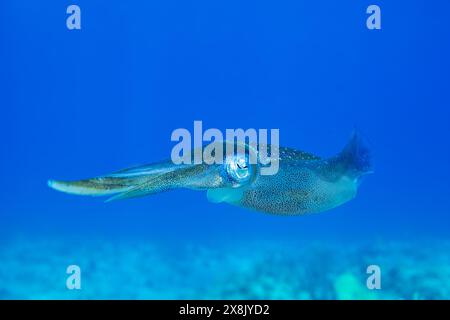 A pretty Caribbean reef squid shot against the blue water habitat of ...