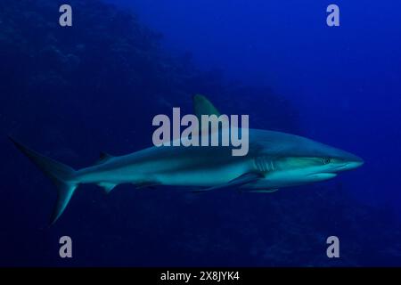 A large Caribbean reef shark cruises over the top of Bloody Bay Wall in ...