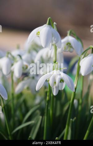 British Snowdrop in spring and full flower Stock Photo - Alamy