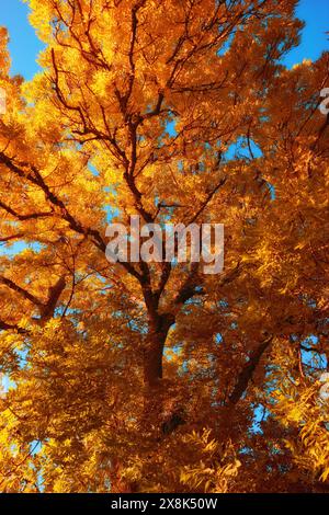 Low angle view of fall leave of tree branch Stock Photo - Alamy